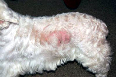 Skin Disease – North Park Veterinary Group