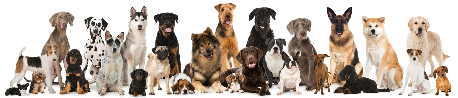 What breed of dog is for me? – North Park Veterinary Group